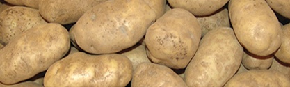 Potato Inspection of Contaminants | PLAN Automation